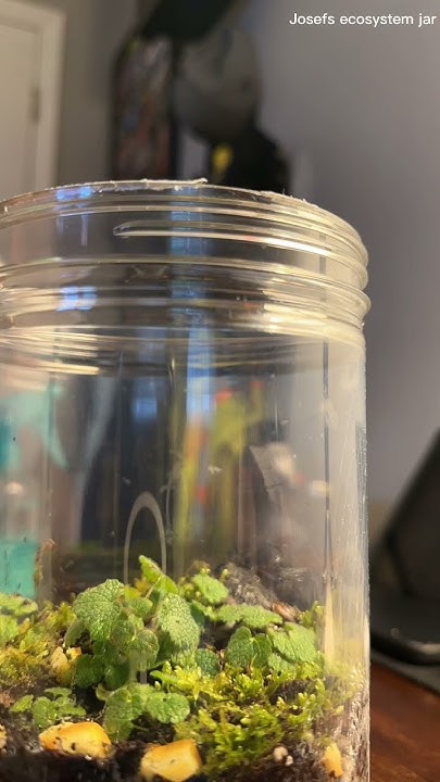 Ecosystem Jar Pt.2 - YouTube