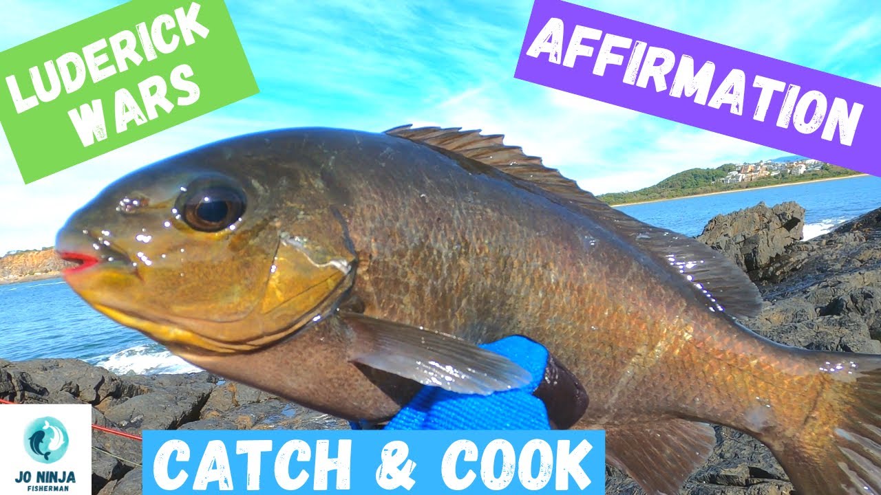 Luderick Wars Catch and Cook. Blackfish on Sea Lettuce. Affirmation for ...