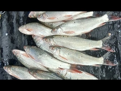 Naini Fish in Fish Market - YouTube
