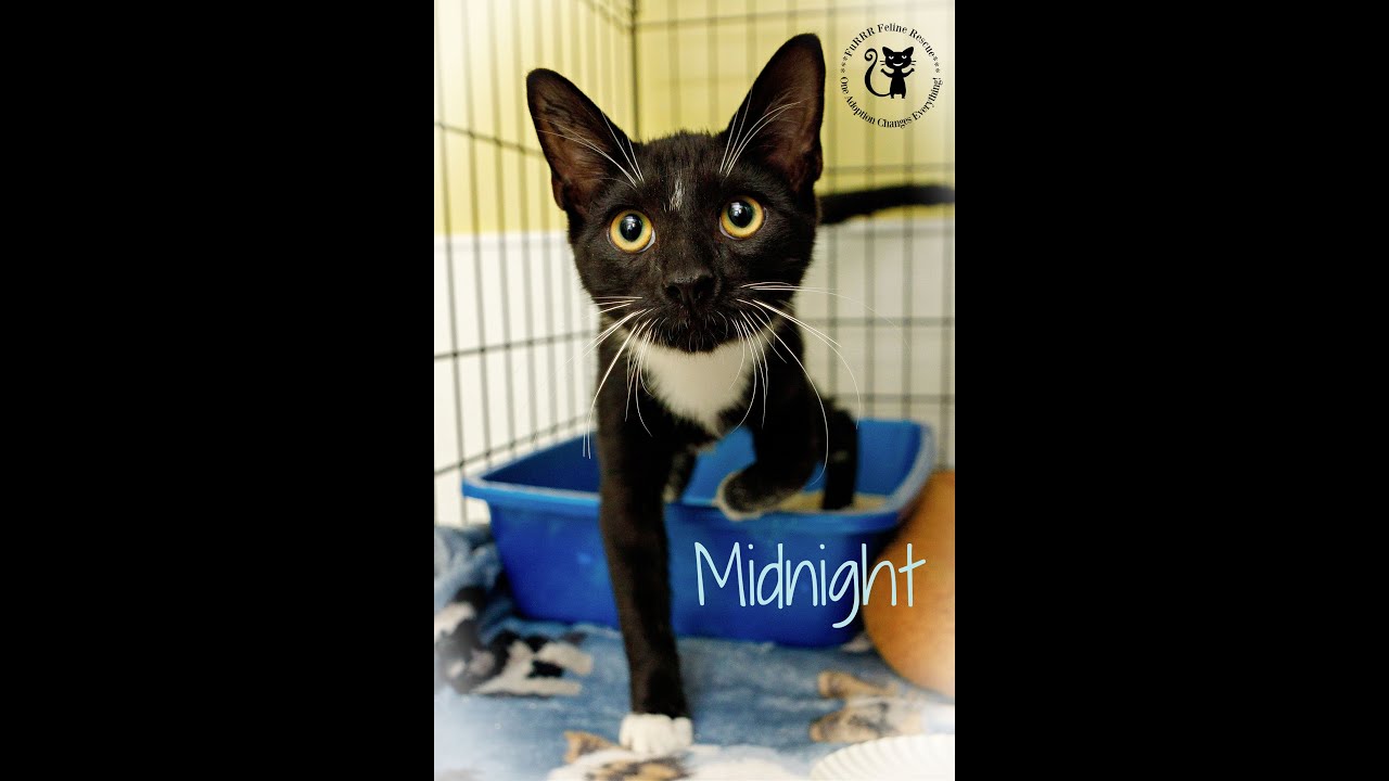 My Pet Cat Named Midnight - YouTube