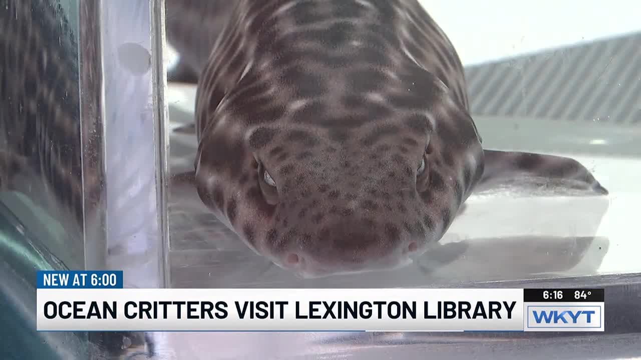 Newport Aquarium shows off sharks at Lexington public libraries - YouTube