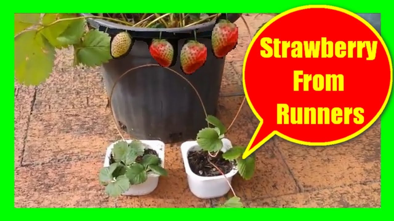 How To Grow Strawberries From Runners: Propagate Strawberries By ...