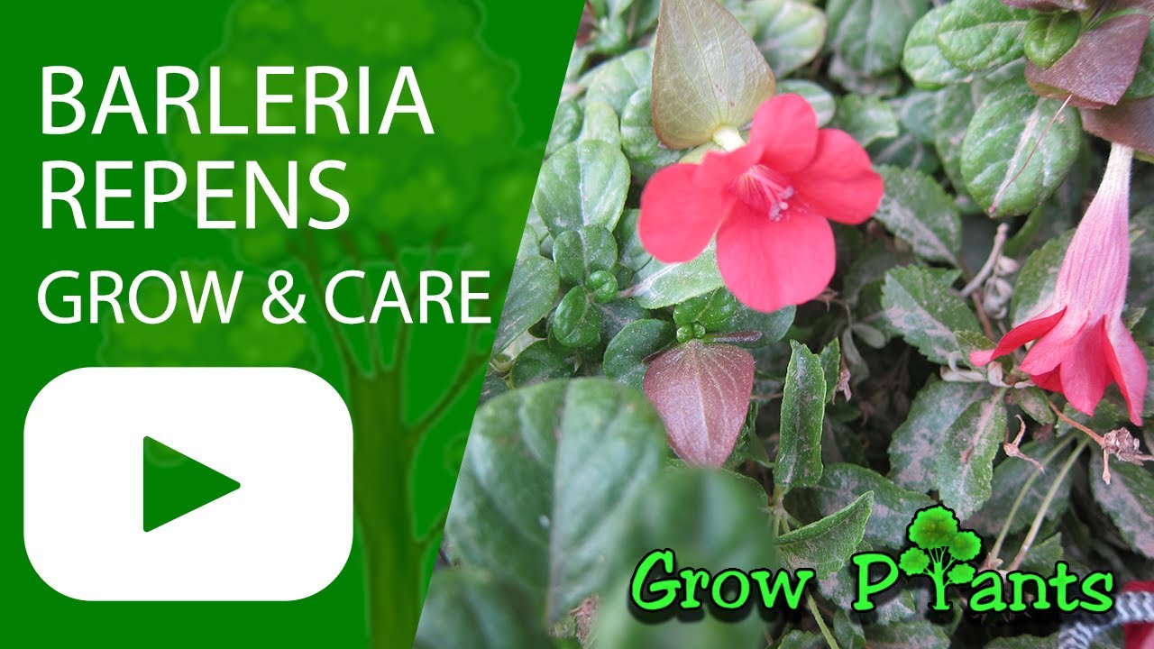 Barleria repens - grow & care (Small bush violet) - YouTube
