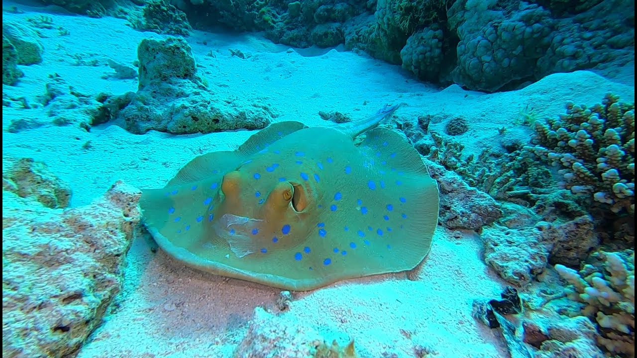 Stingray collection - Scuba diving in Red Sea, March 2022 - YouTube