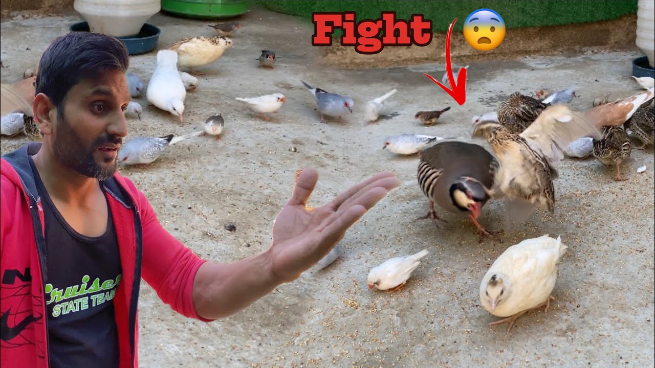 Pheli Dafa Batair Or Chakor Ki khatanak Fight Dekhi😨 - YouTube