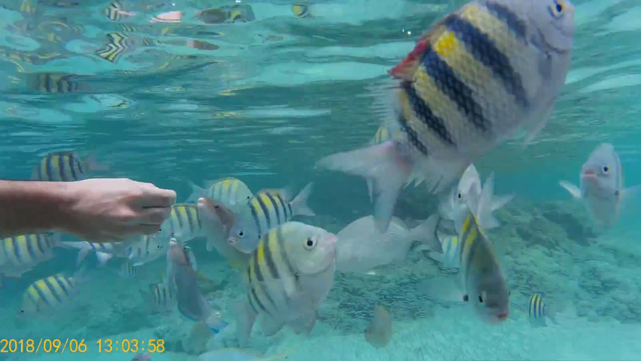 Feeding fish at Coki beach - St Thomas - Caribbean (2018 0906 130143 ...