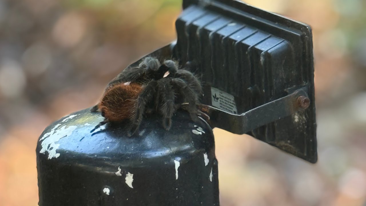 We Swam in 4 Cenotes in Tulum 🇲🇽 Then Spotted a Wild Tarantula! 🕷️ ...
