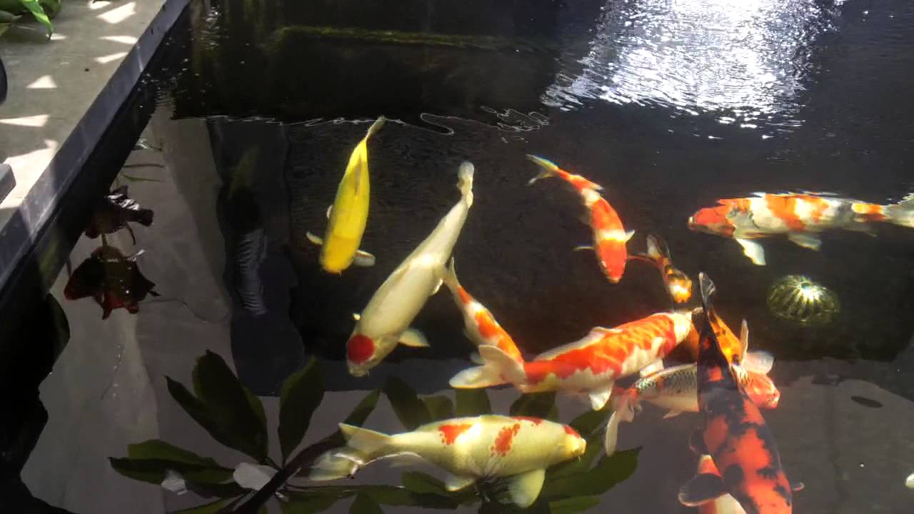 My Anoxic Filtration System - YouTube