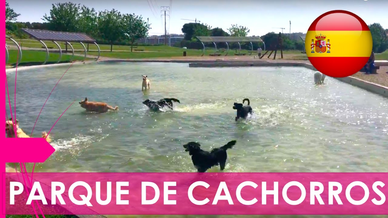 VIDA NA ESPANHA | SÁBADO NO PARQUE DE CACHORROS - YouTube