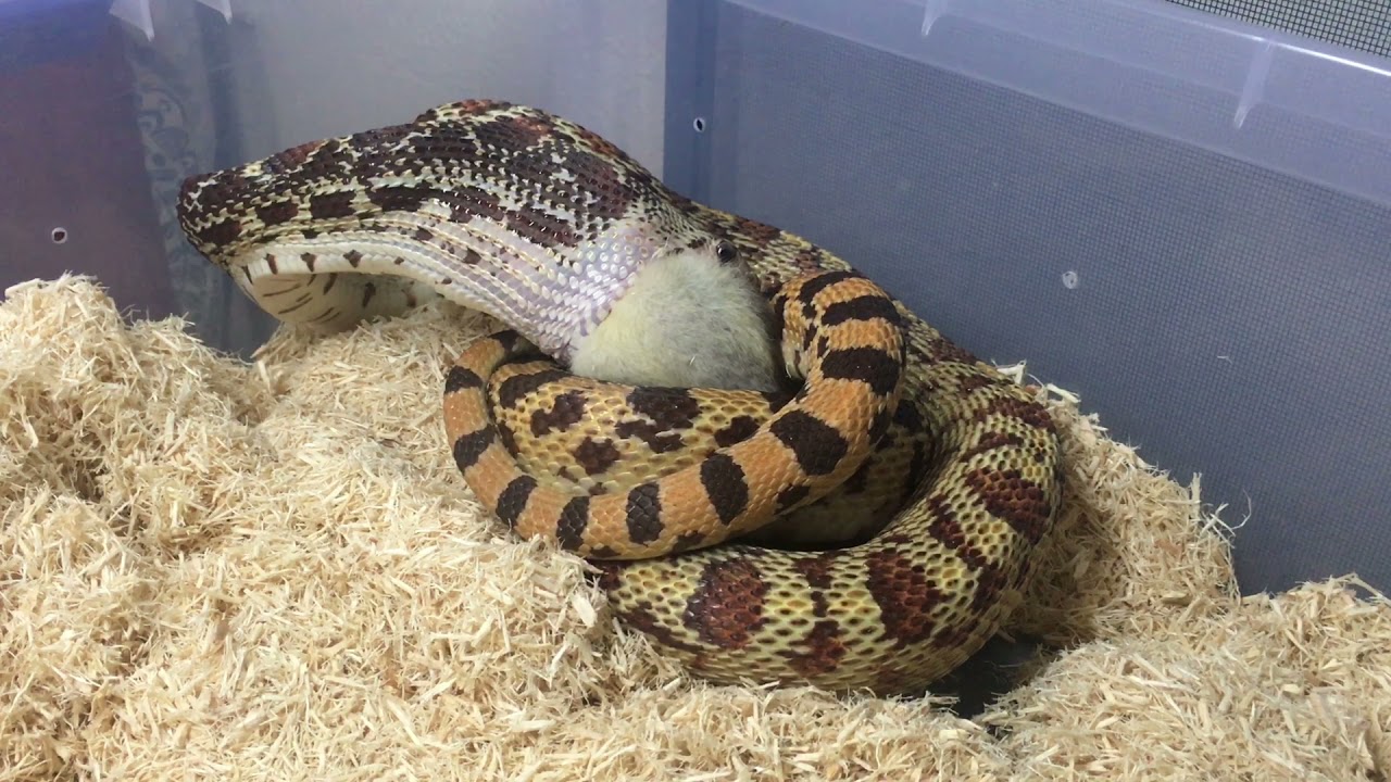 Bull snake eats baby duckling (Live Feeding) - YouTube