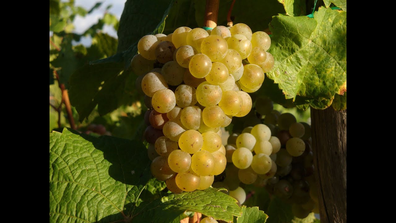 Moezelwijn - wijnbouw aan de Moezel - Duitsland - Wijn - Riesling ...