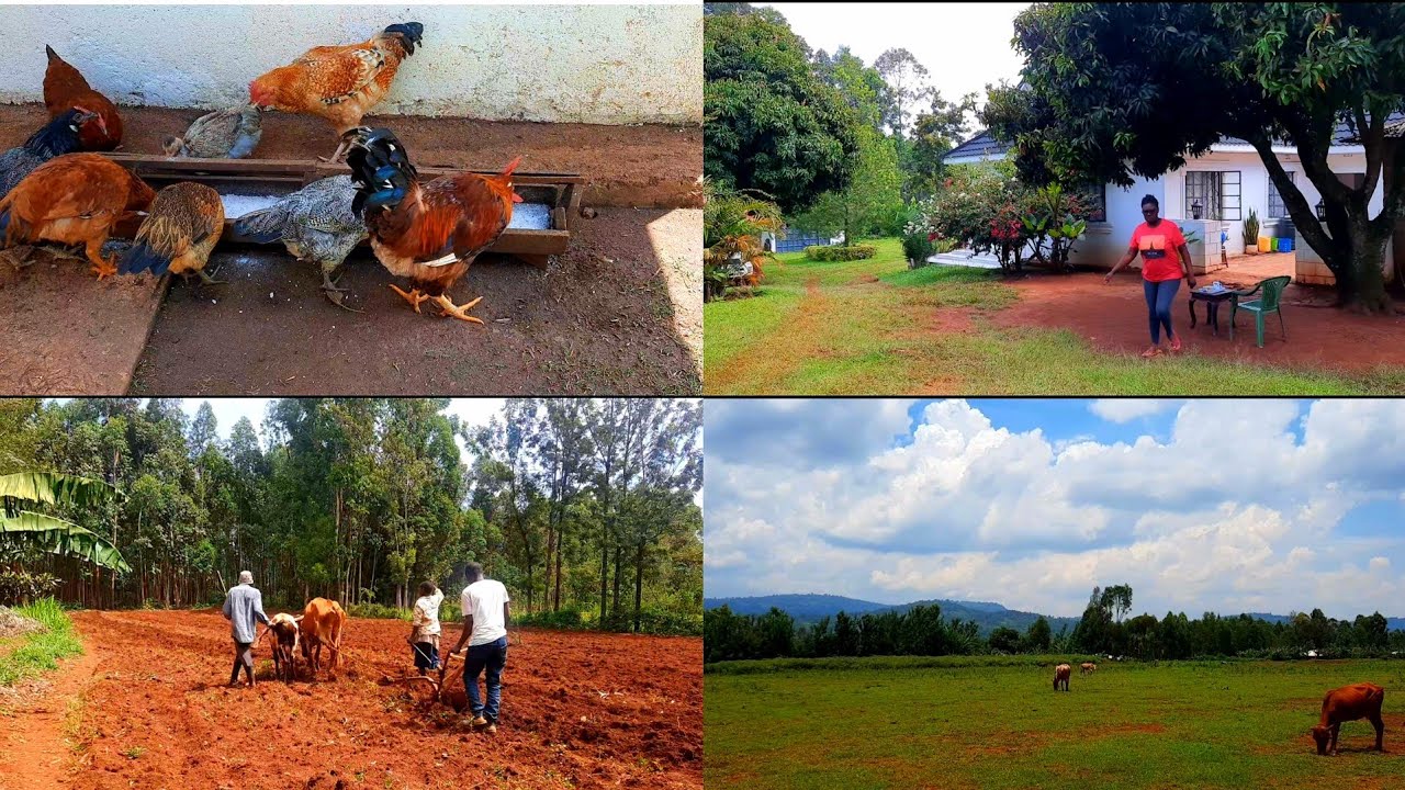 Relaxing productive Countryside mornings/African village life/Life in ...