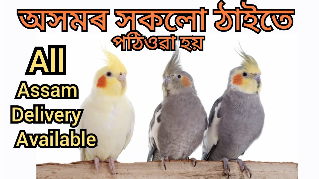 Cockatiel Parrot Farming // Cockatiel bird farming // Cocktail party ...