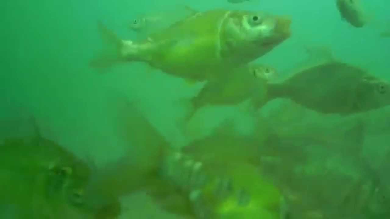 Water Wolf HD - Tiny Carp - YouTube