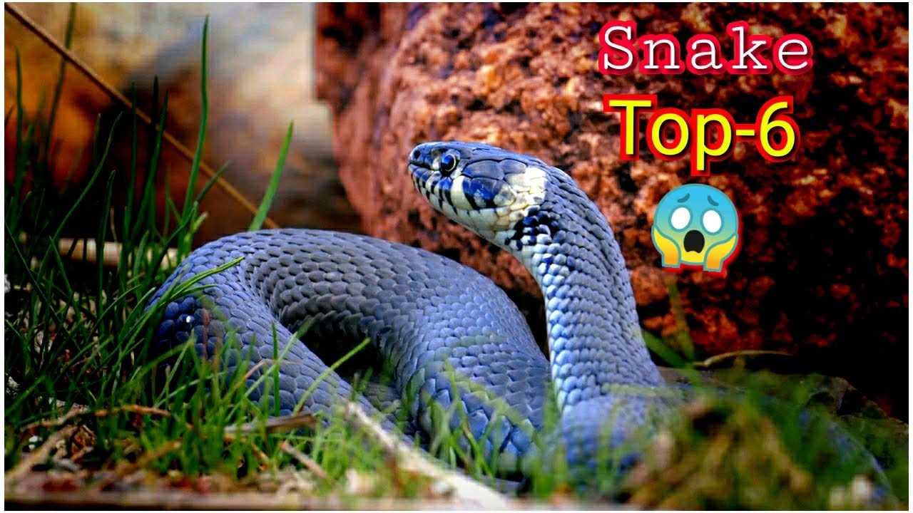 5 Most Powerfull Cute Snakes//Top 5 Most Venomous Snakes in the World ...
