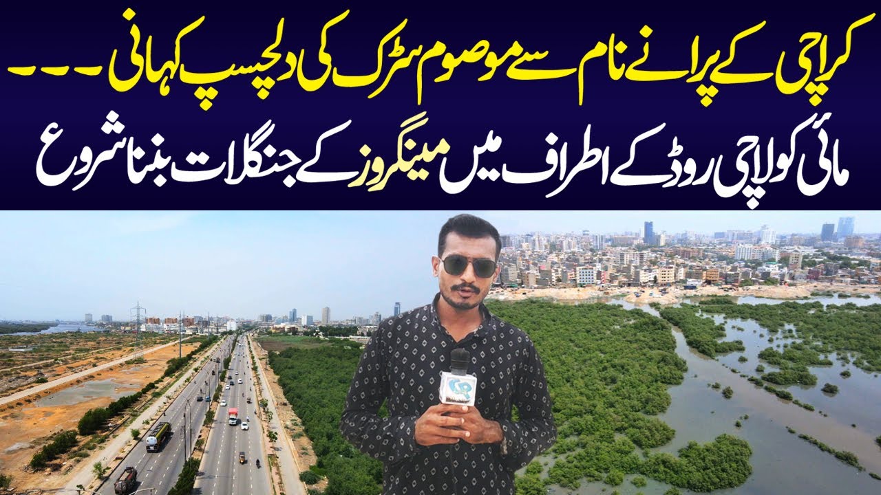 Mangroves in Mai Kolachi || Plantation Mai Kolachi Bypass || Karachi ...
