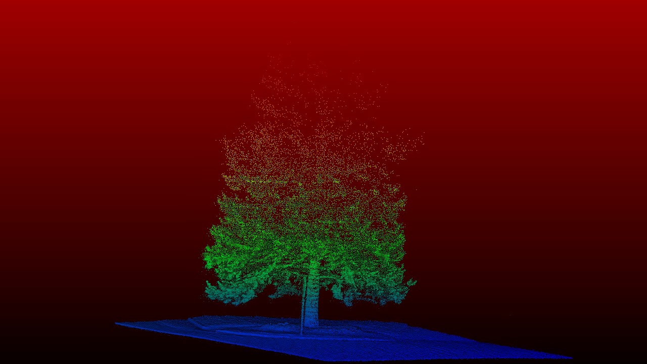 Terrestrial lidar scan of a tree - YouTube
