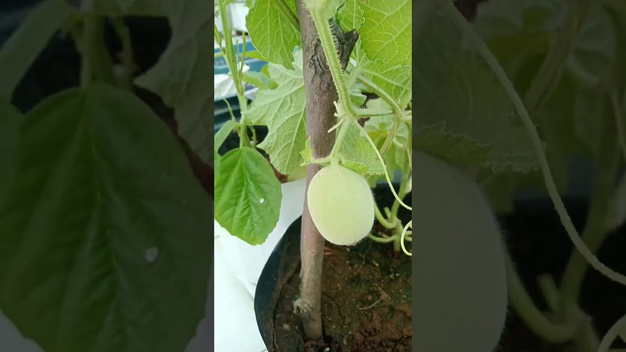 #short #little kachra vegetable #organic kitchen garden #Renu planting ...