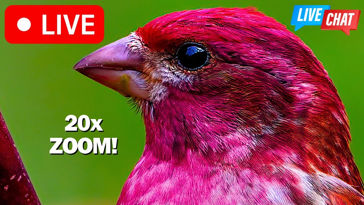 (NEW)🔴LIVE Bird Feeder Cam!📺 LIVE Animal Cam! (Nashville Bird Cam ...