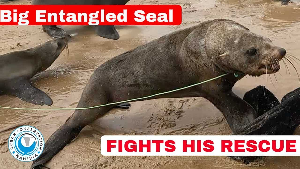 Big Entangled Seal FIGHTS HIS RESCUE - YouTube