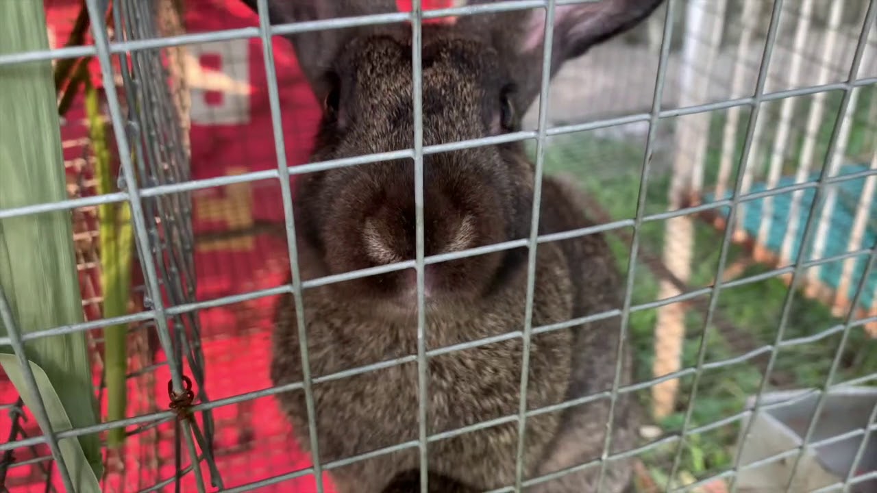 Farm Life: My pets and our little Farmville - YouTube