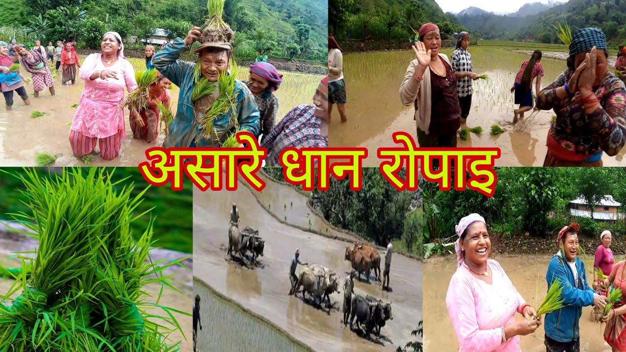 असारे धान रोपाइ लामाखेत||असारे रोपाइ गित सङ्गै रमाइलो गर्दै||Roshan ...