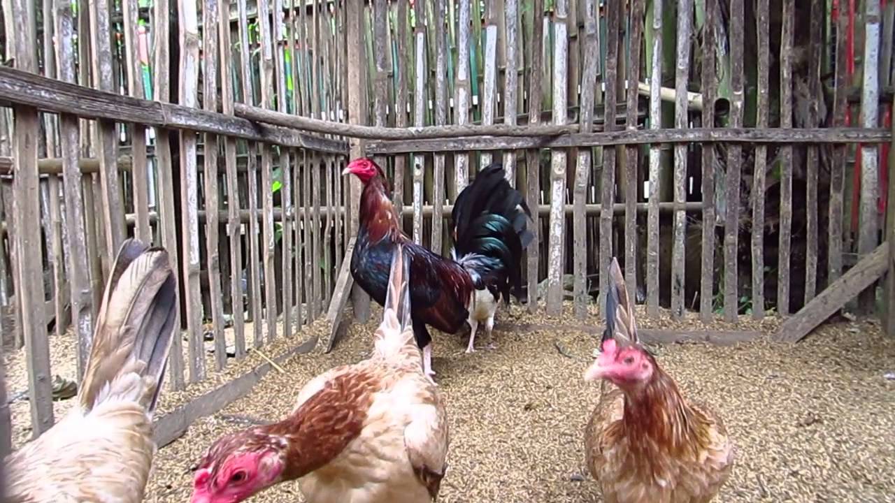 Dan Gray Broodcock and Hens - YouTube