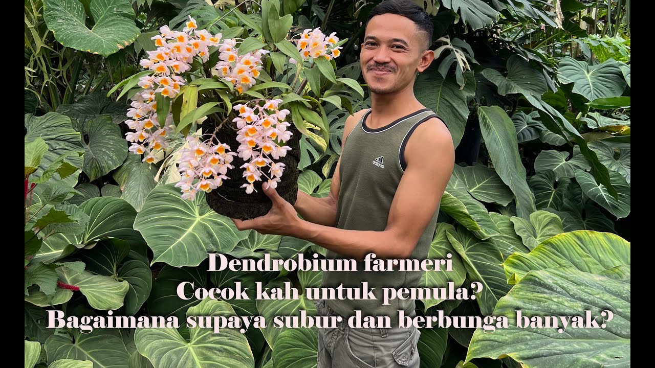 Dendrobium farmeri pink, cara mudah berbunga banyak, untuk pemula - YouTube