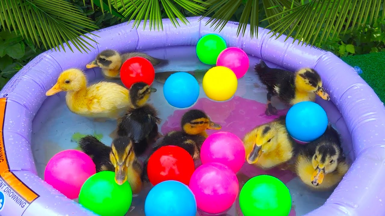 Colorful Balls, Baby Fish, Baby Duck, Ducklings, Kids Pool - YouTube