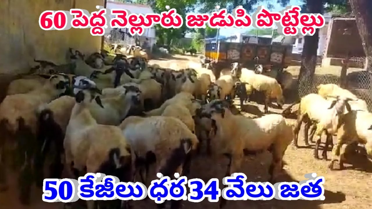 NELLORE JUDUPI BIGGEST SHEEP RAMS BAKRA POTTELU 63020 39854 - YouTube
