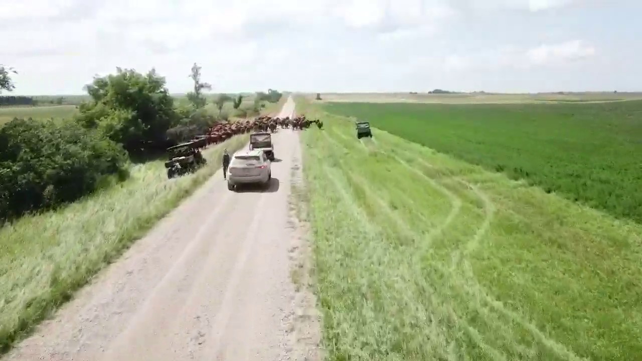 Drone Footage - Moving Cows 6 - YouTube