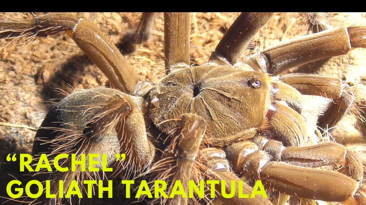 👹☠️👹"RACHEL" GOLIATH TARANTULA👹😲👹STALKING PREY👹☠️👹MASSIVE THERAPHOSA👹😲👹 ...