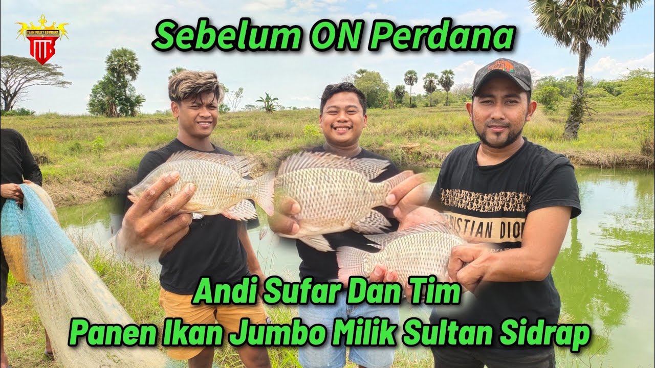 Heboh 😱... Andi Sufar Dan Tim Penen Ikan Jumbo Milik Sultan Sidrap 😱 - YouTube