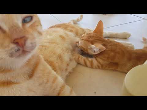 Kedi yavrusunu emziriyor