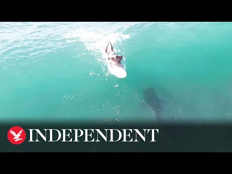 Moment 12ft tiger shark rides wave directly under oblivious surfer - YouTube