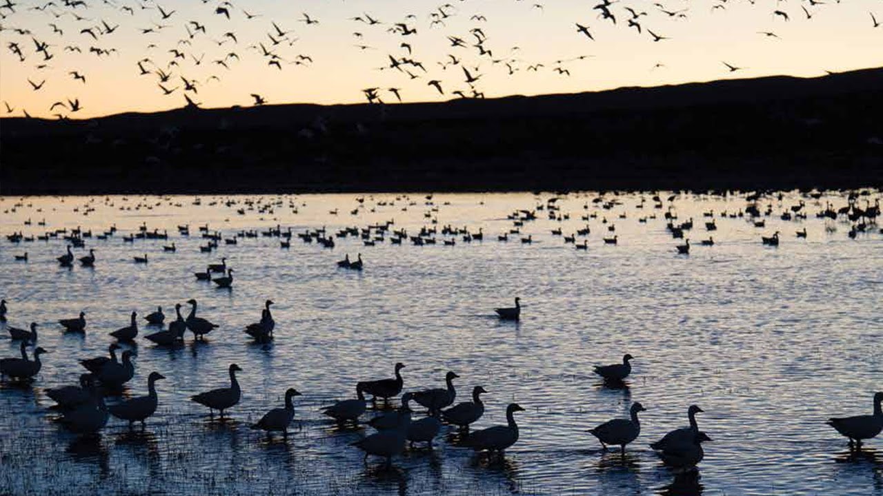 The Environment Forum | Timothy LeCain - A Thousand Dead Snow Geese ...