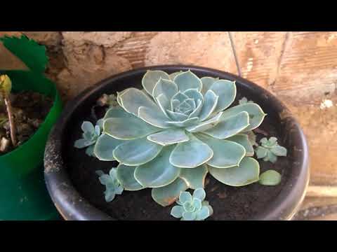 Tour pelas minhas plantinhas.