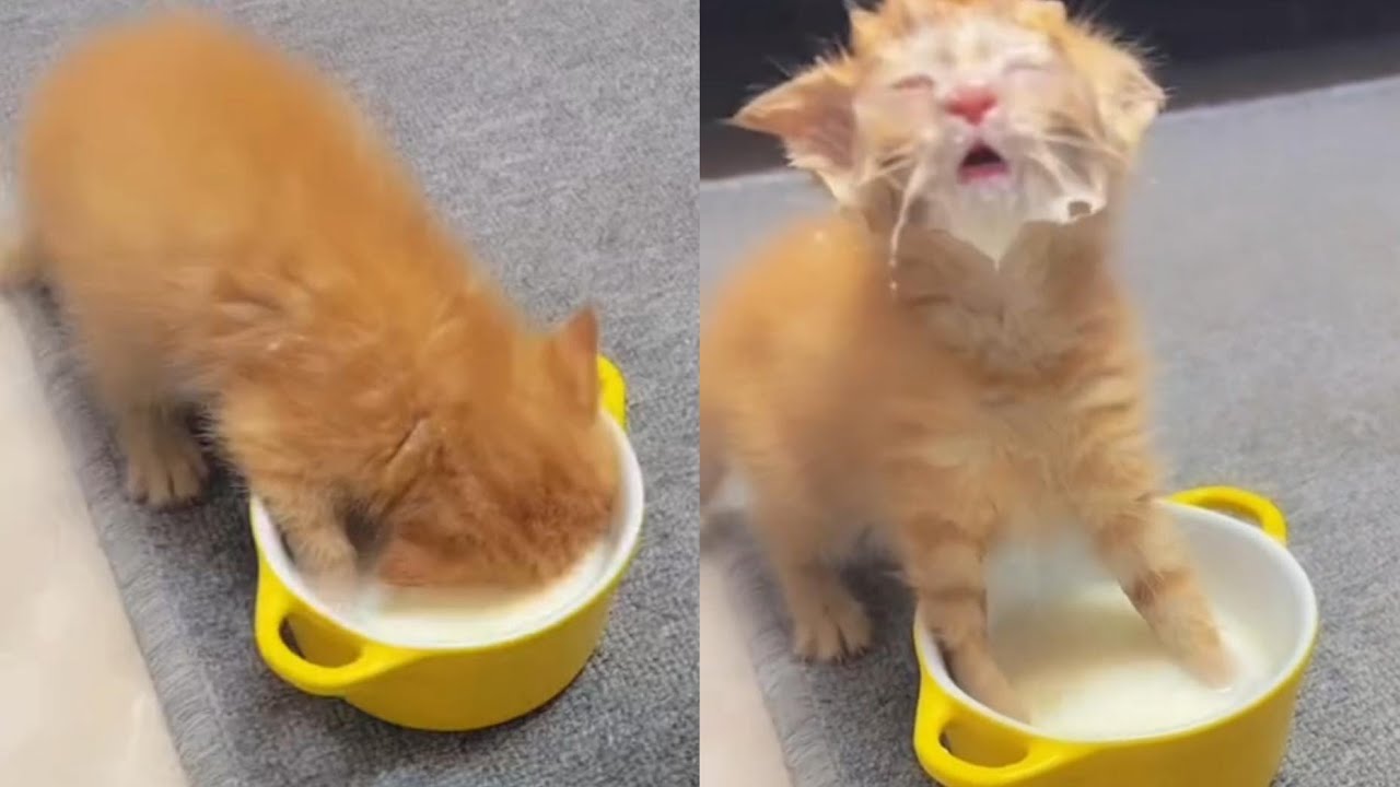Kitten Drinking Milk Like A Pro - YouTube