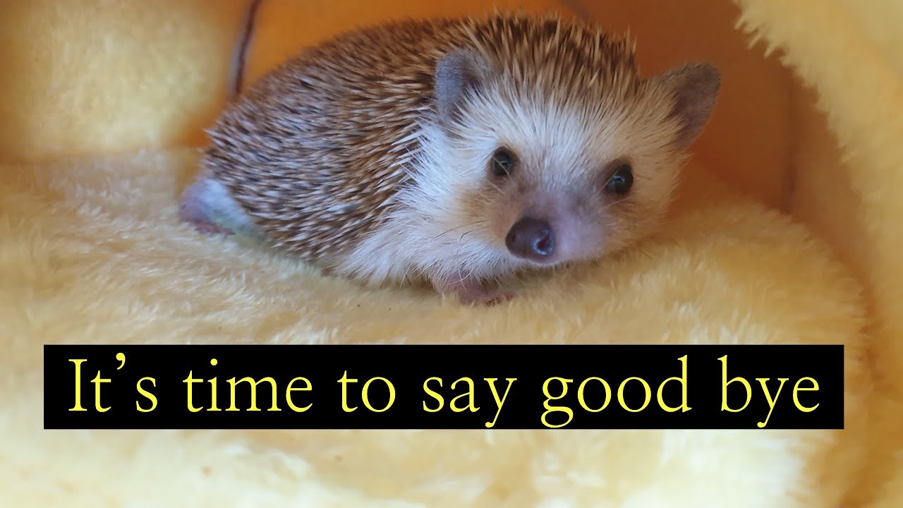 Part5.Time to say good bye.(Mother Hedgehog, 엄마와 아기 고슴도치 이야기, Cute Pet ...