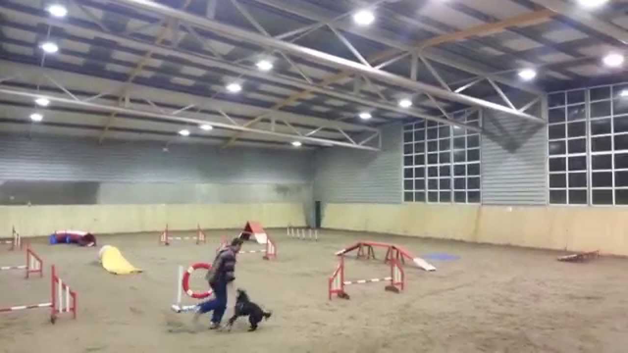 Mo and Skye dog agility final beginners class. - YouTube