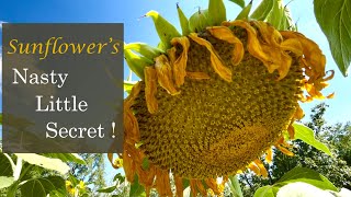 Sunflower's Nasty Little Secret - Allelopathic. Release Chemicals Inhibiting Growth of Other Plants