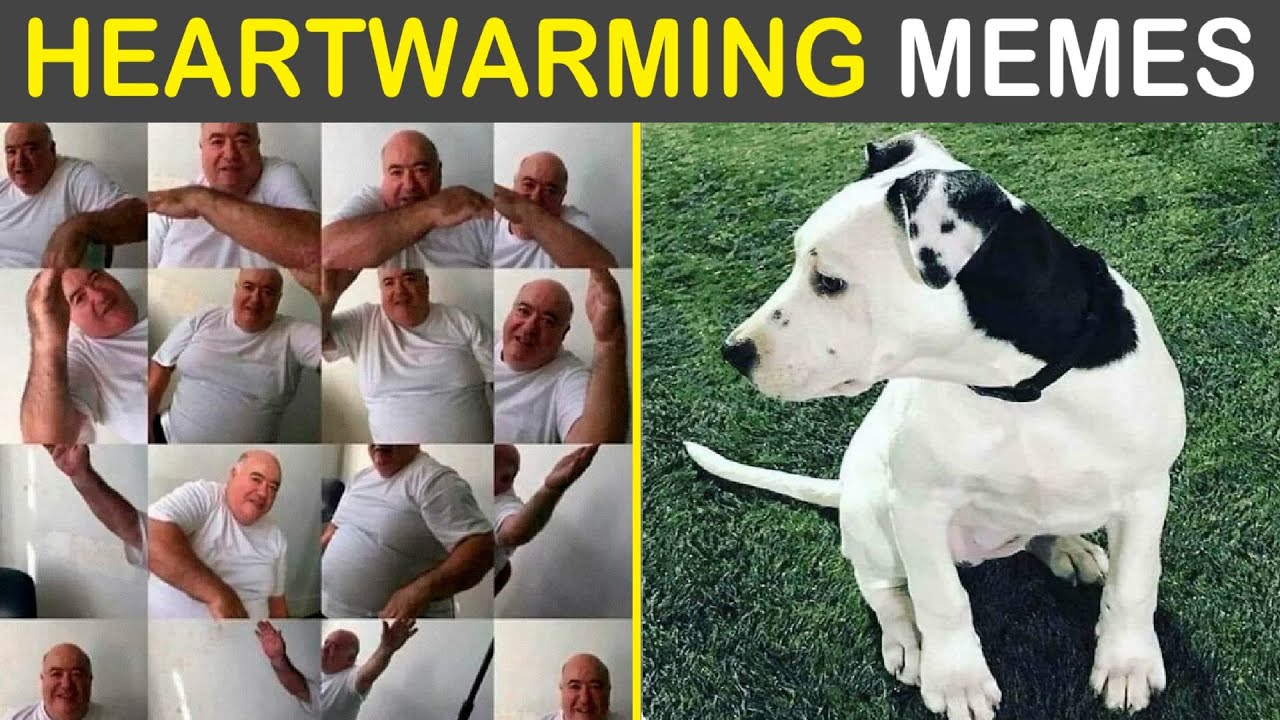 Heartwarming Memes And Photos To Bring A Little Joy To Your Day | Humor ...