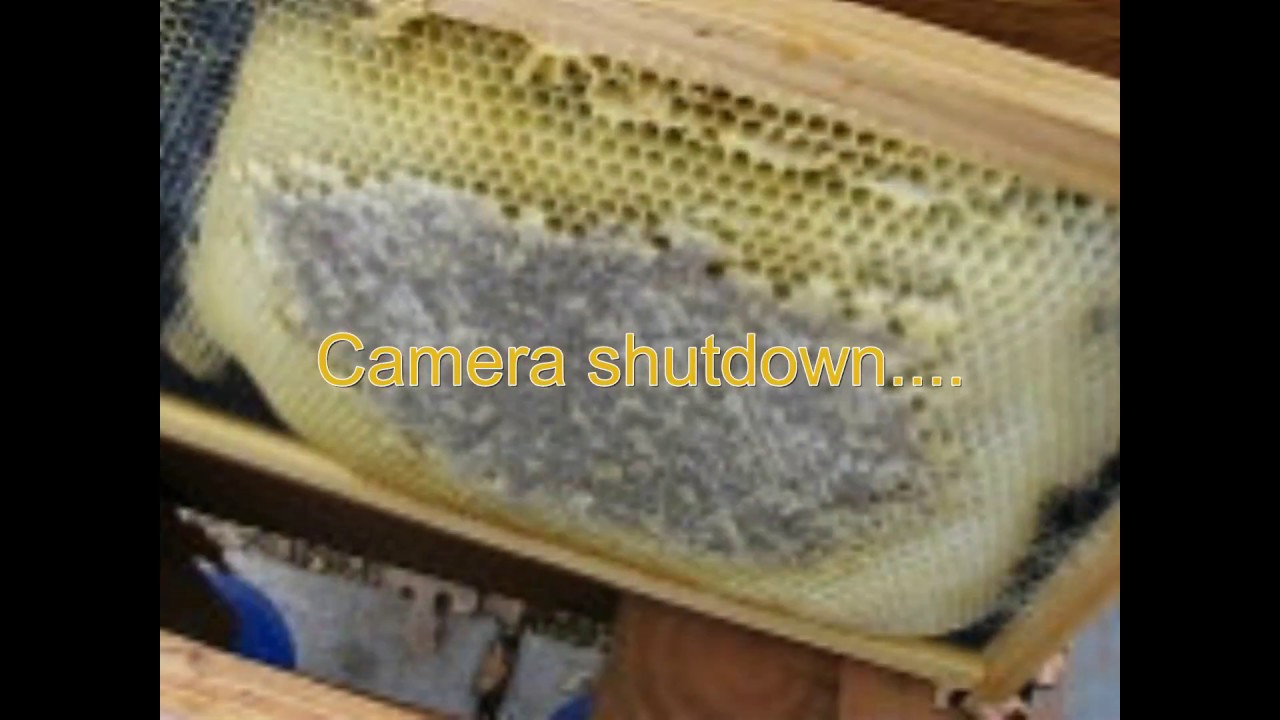 Hive #1 Candy board and Inspection 11 18 17 - YouTube