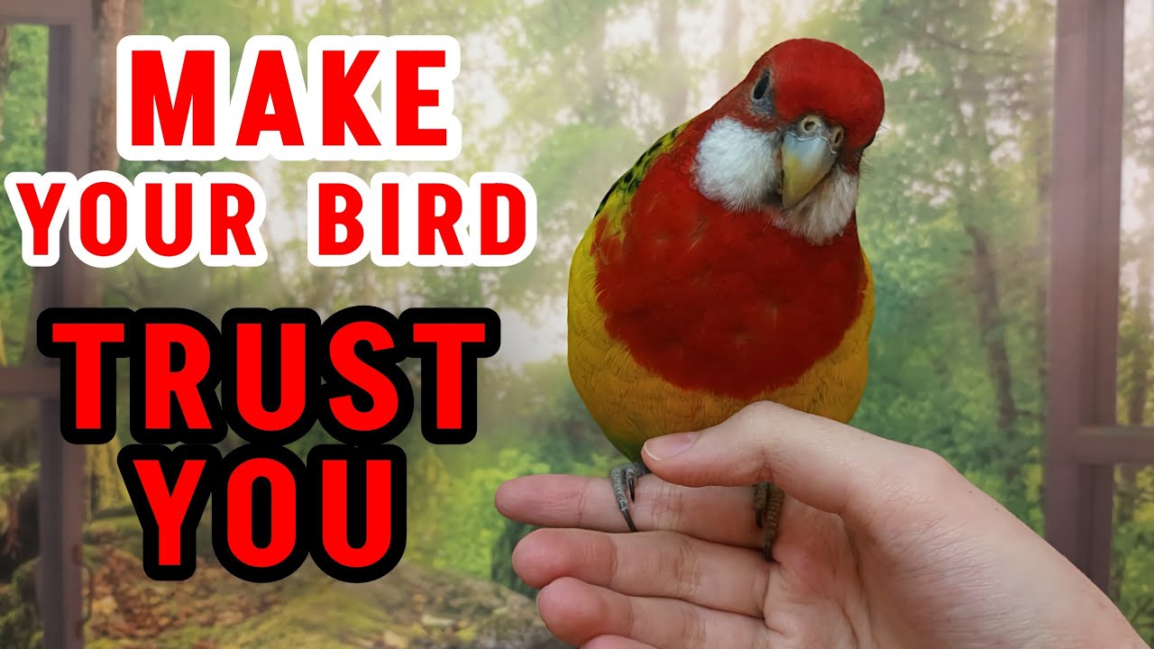 How To Make Your Bird Trust You? - YouTube