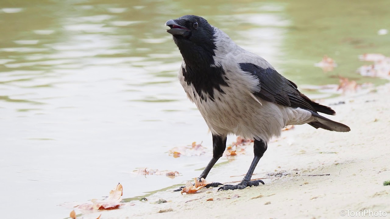 Hooded crow stands and croaks on the shore near water - YouTube