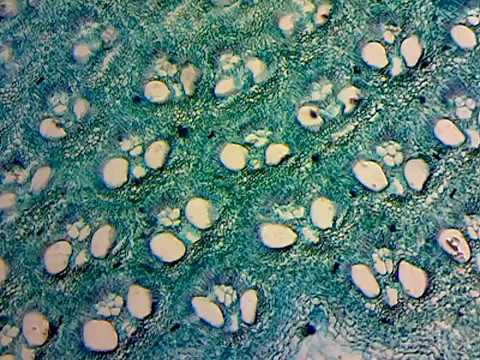 Bamboo Stem Under the microscope Cross section - YouTube