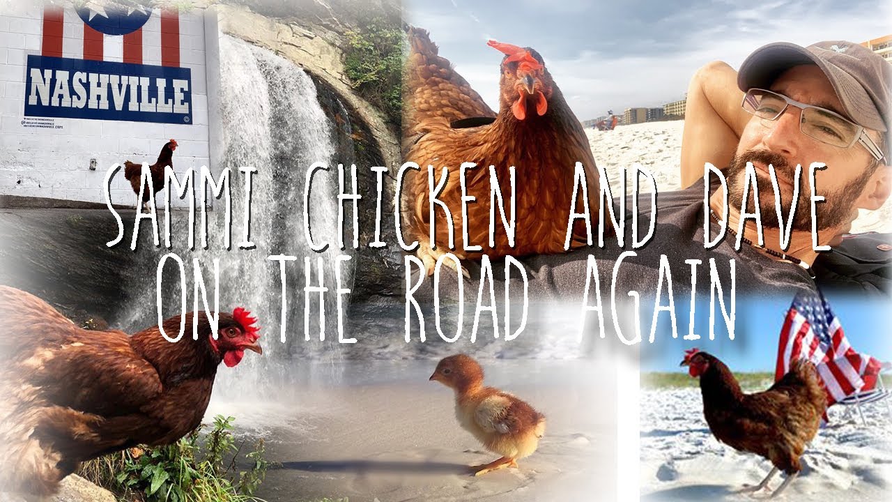 Sammi Chicken & Dave - On The Road Again - YouTube