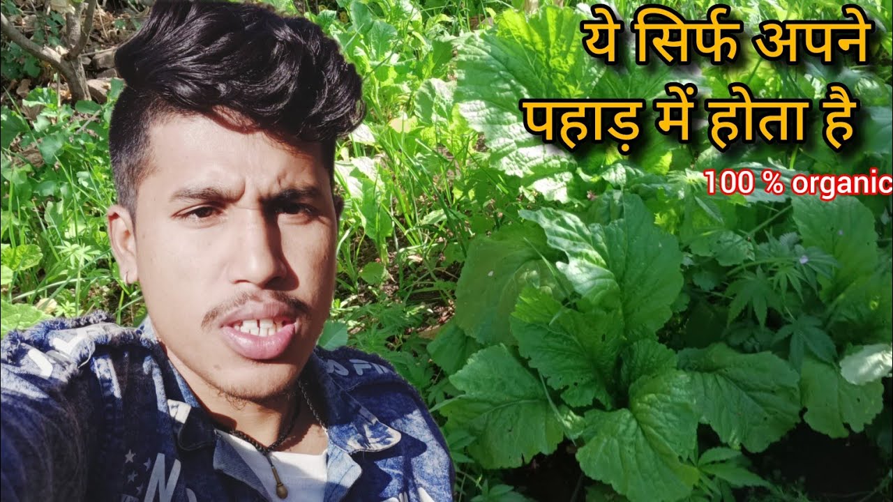 Pahadi organic Vegetables|| 100%नैचुरल || Pahadi VLOGS || Anil Kumiyal ...