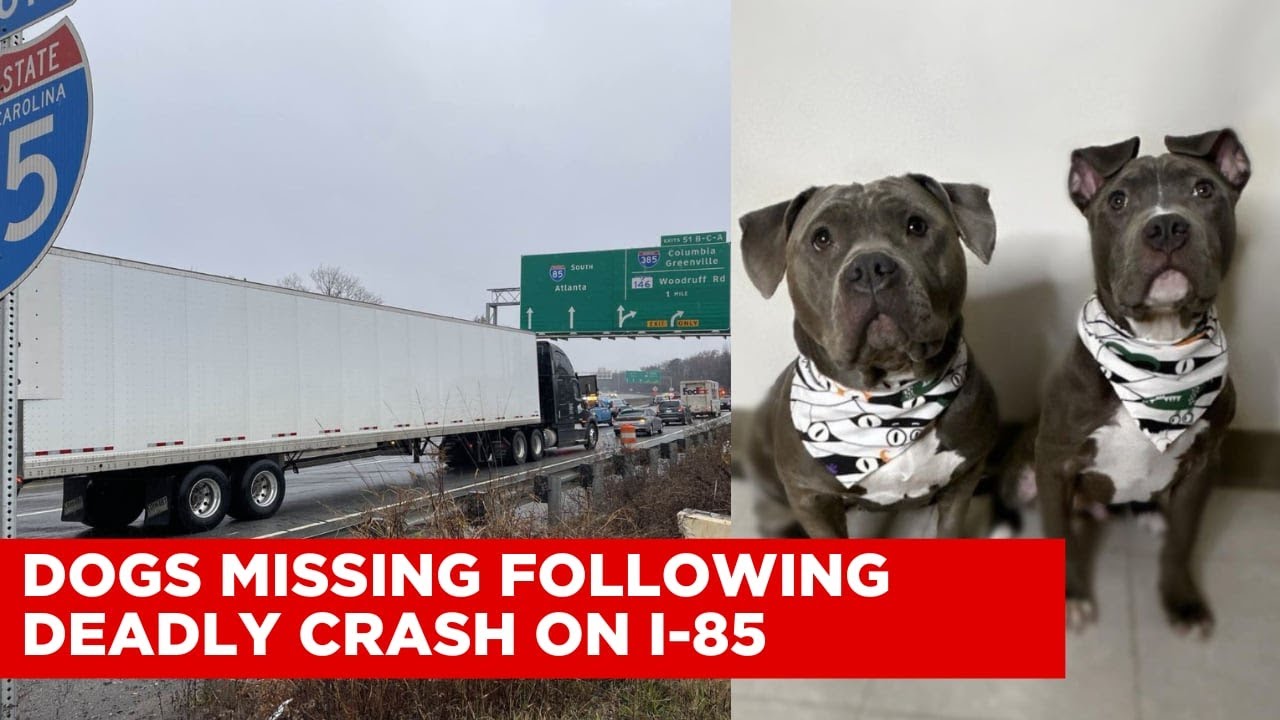 Dogs missing following I-85 crash that left 3 dead - YouTube