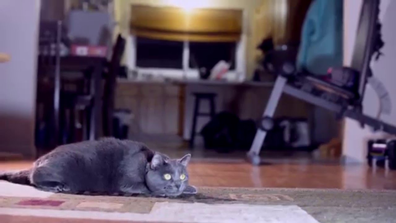 Flying Cat Chrismas Tree Fail - YouTube